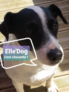 Animalerie à proximité - Localisation, Horaires - Mappy